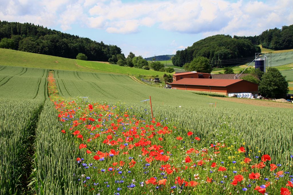 La plus belle bande fleurie du pays sera récompensée